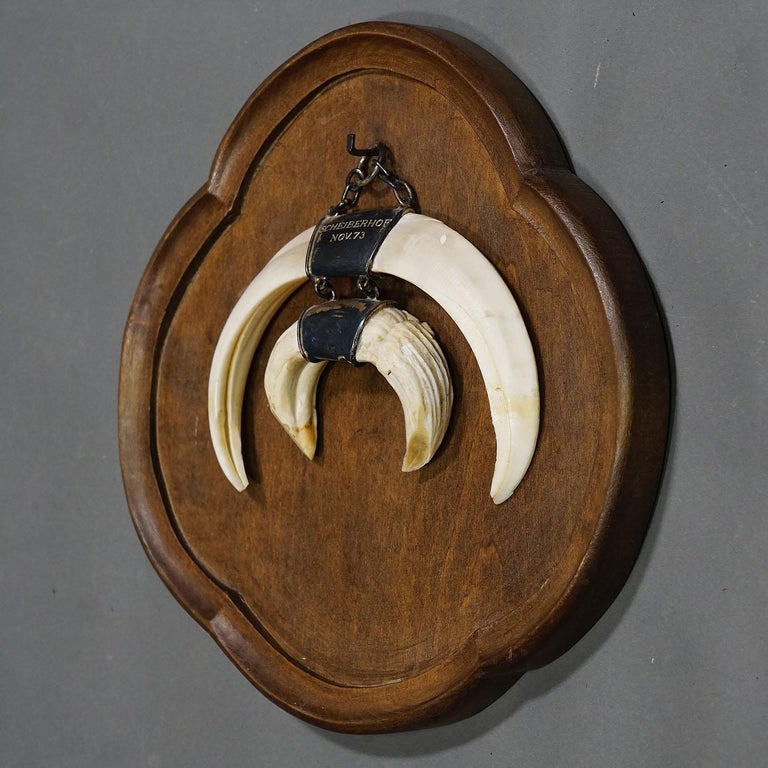 Wild Boar Trophy on Wooden Plaque, Germany circa 1970s For Sale at 1stDibs