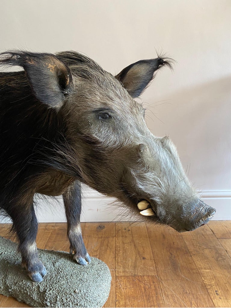 Wild Boer Taxidermy Full Mount on Naturalistic Base at 1stDibs
