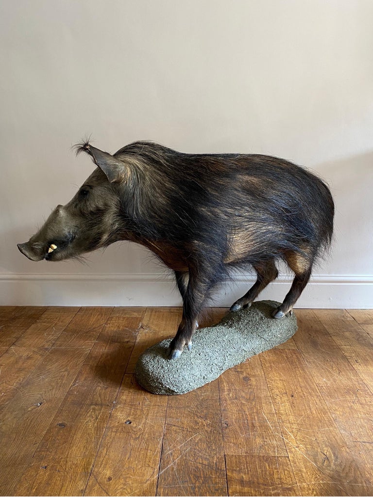 Wild Boer Taxidermy Full Mount on Naturalistic Base at 1stDibs