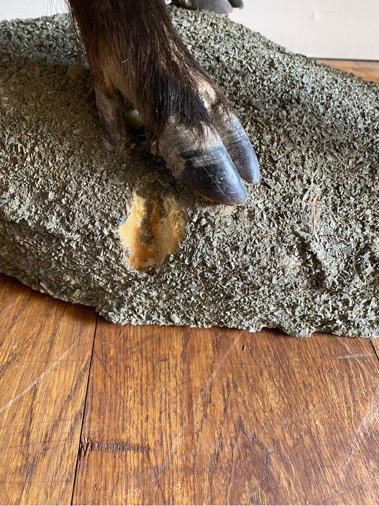 Wild Boer Taxidermy Full Mount on Naturalistic Base at 1stDibs