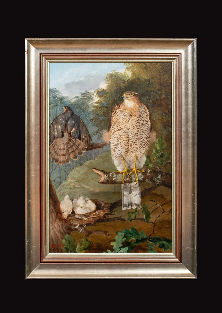 William Broderick - Study Of Sparrow Hawks, 19th century For Sale at ...