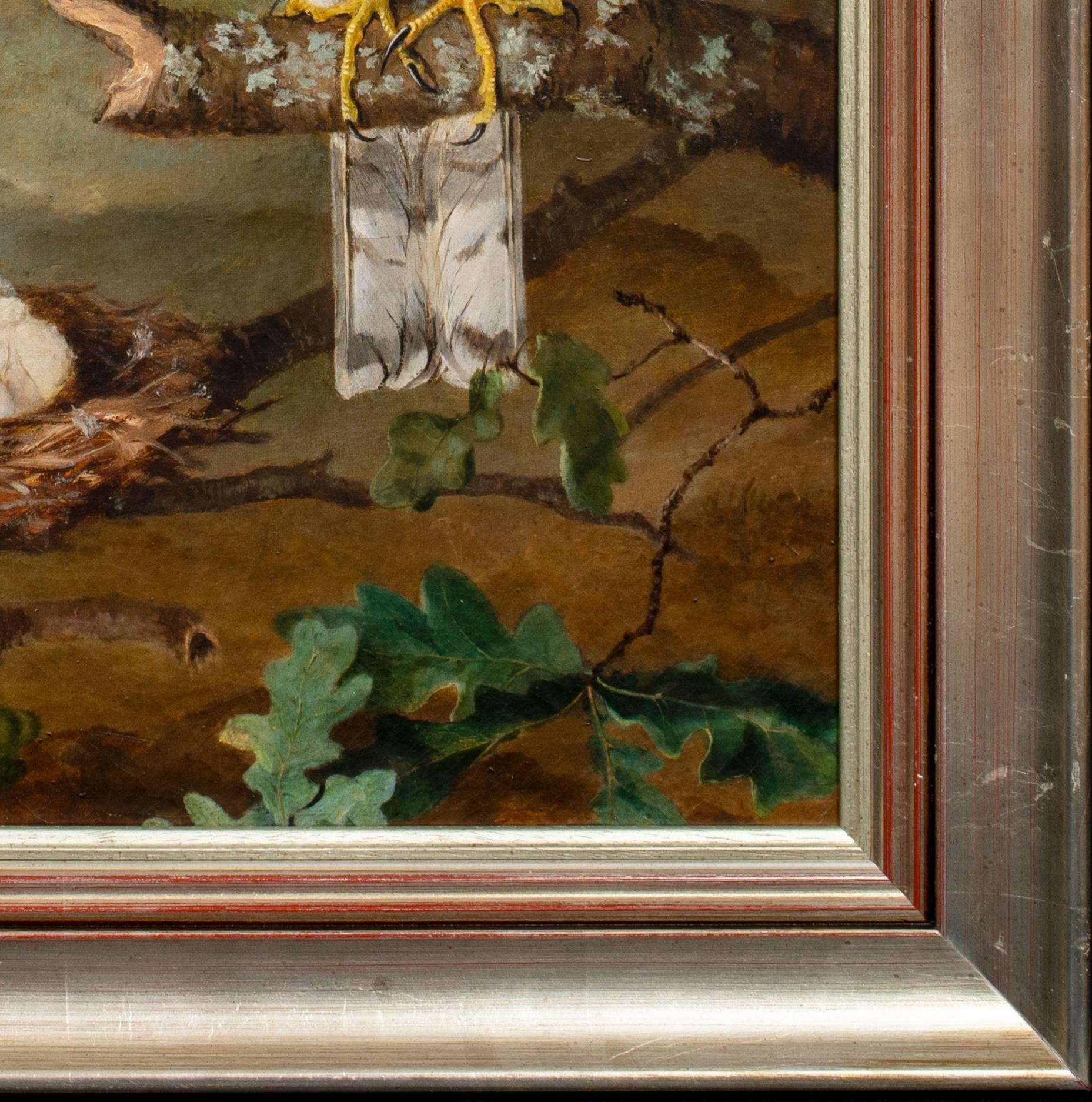 William Broderick - Estudio de gavilanes, siglo XIX en venta en 1stDibs