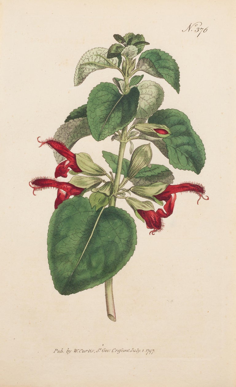 William Curtis - ------- Salvia formosa, Salvia formosa Plate 376 En ...