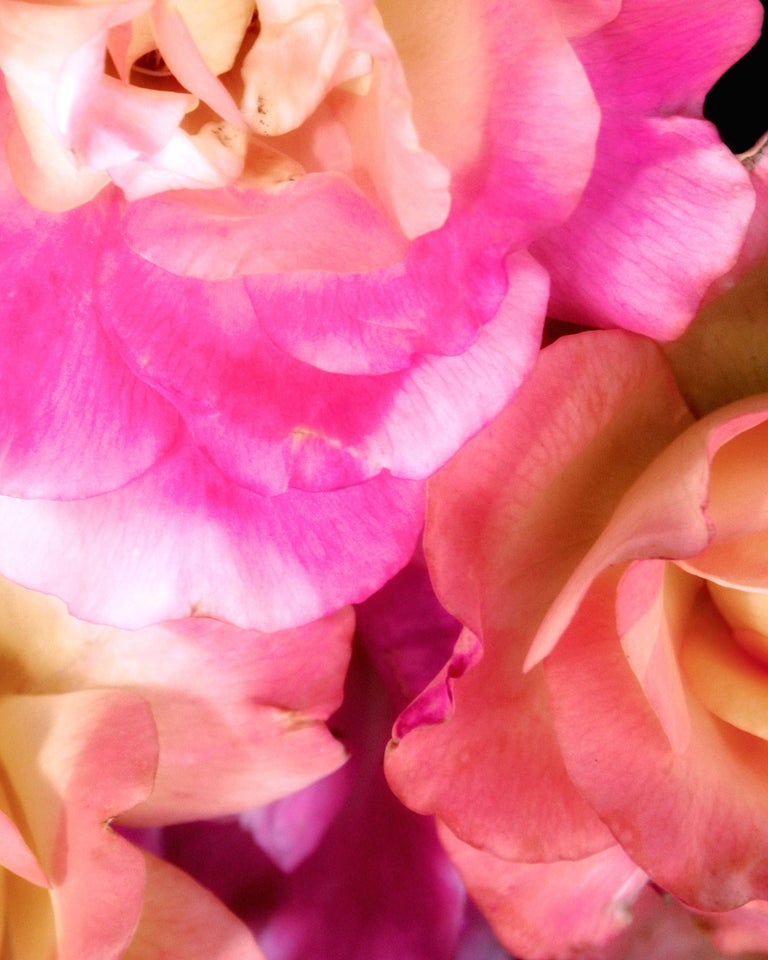 William Dey - GETTING LOST IN PINK PETALS Palm Springs CA, Photograph ...