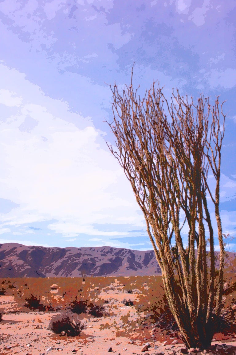 William Dey - PARCHED DREAMS Joshua Tree National Park CA, Photograph ...