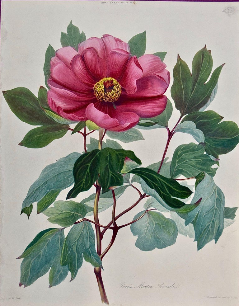 William Say - 19th Century Hand-coloured Engraving of a Flowering Peony ...