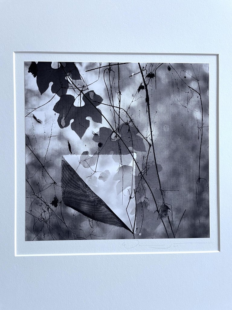 William Scott - Neglected Garden, Taxco Mexico - Vines Through Screen ...