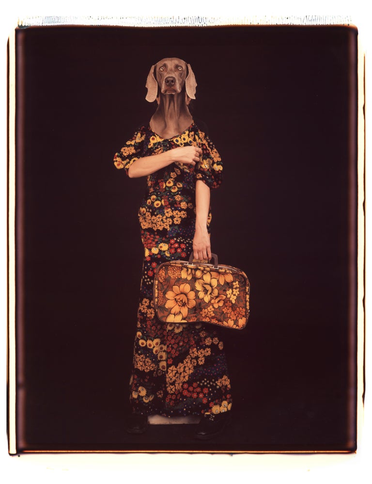 William Wegman - Armed and Matching - William Wegman (Colour ...