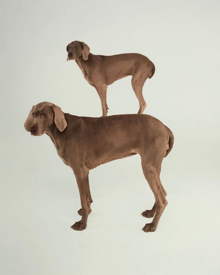 William Wegman - Dog and Pony For Sale at 1stDibs