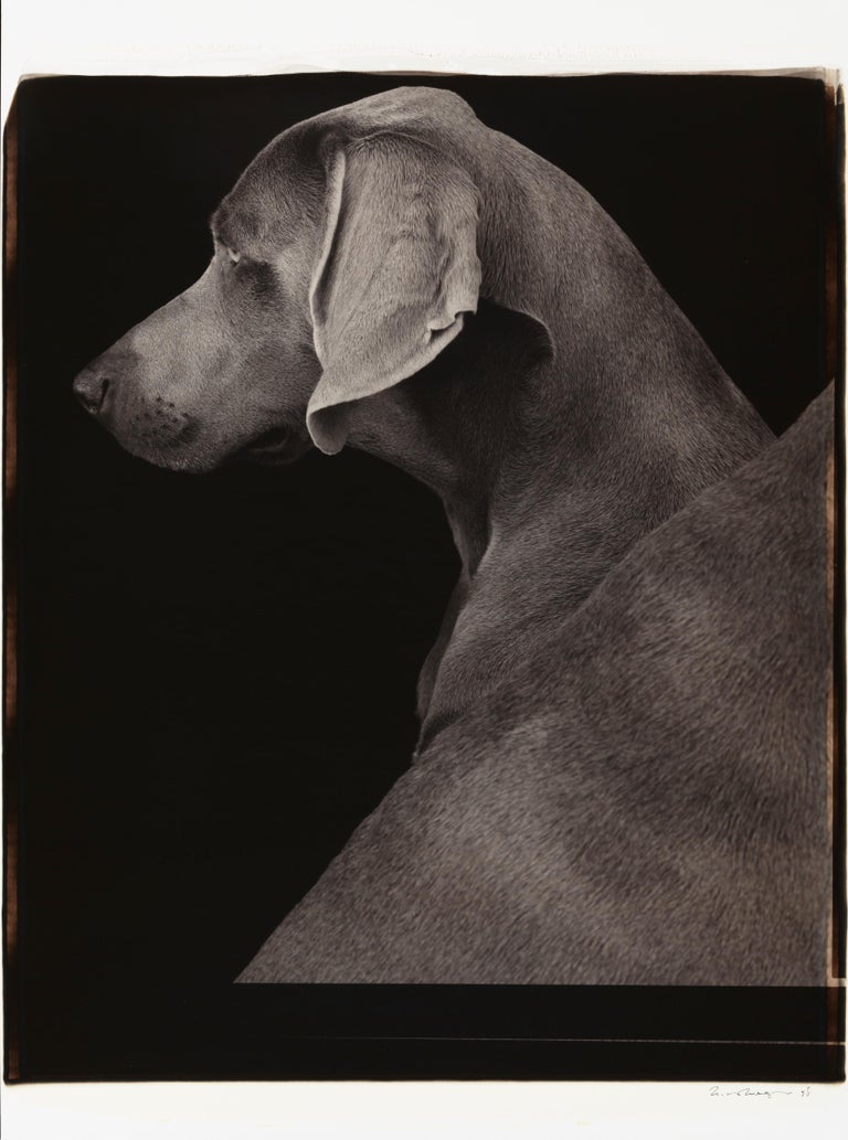 William Wegman - Side Views - William Wegman (Colour Photography) For ...