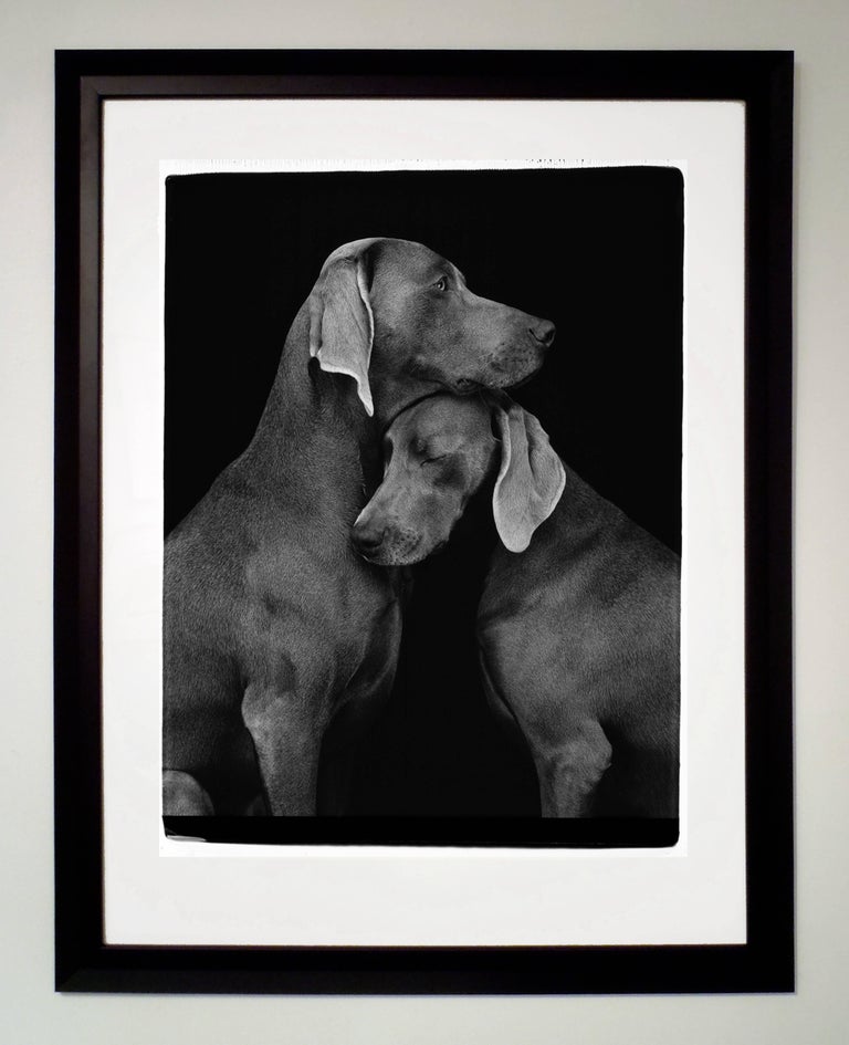 William Wegman - William Wegman, Friends, 2010, Pigment Print at 1stDibs