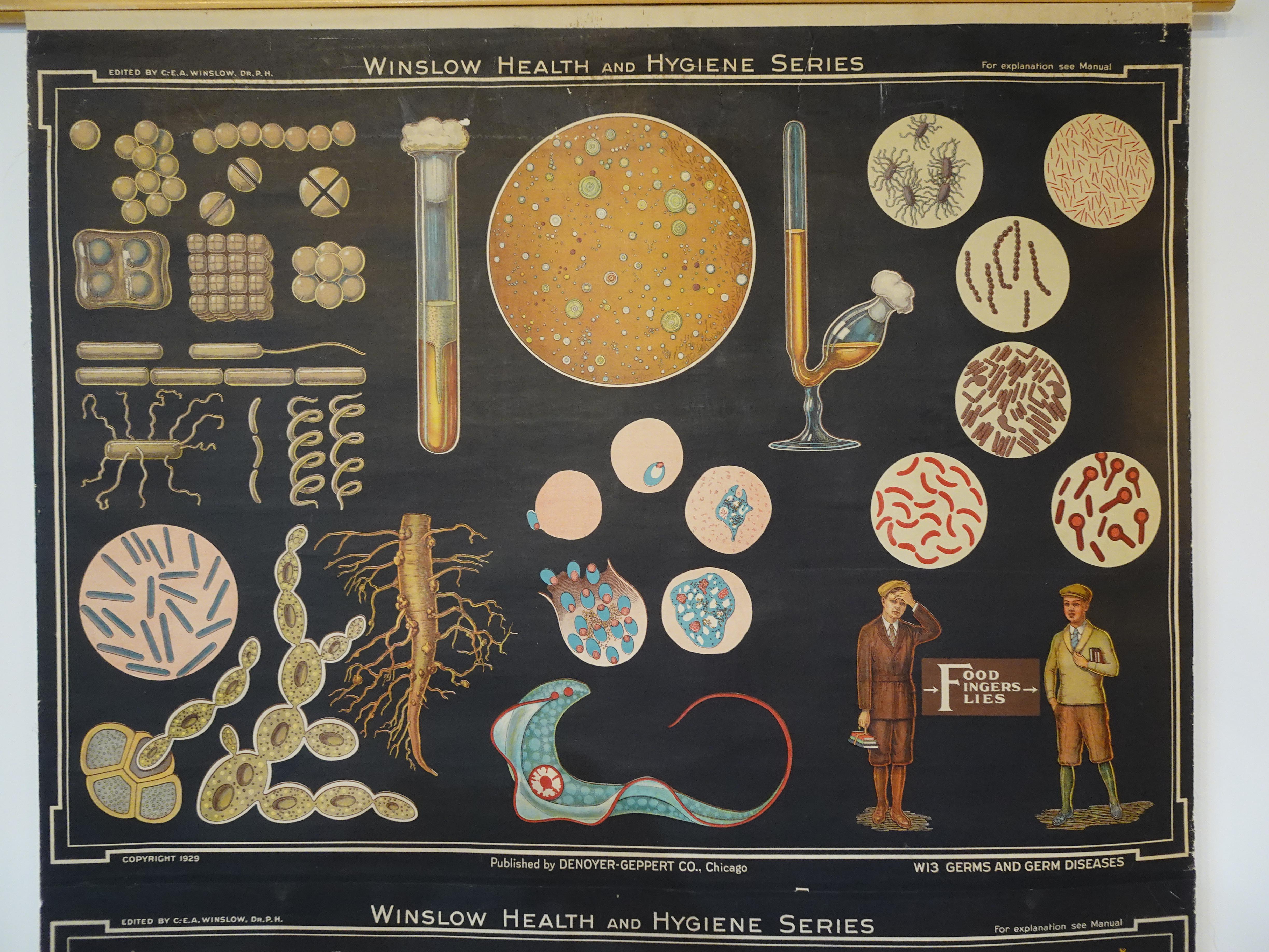 Winslow Health, Hygiene and Pest Chart Poster by Denoyer-Geppert ...