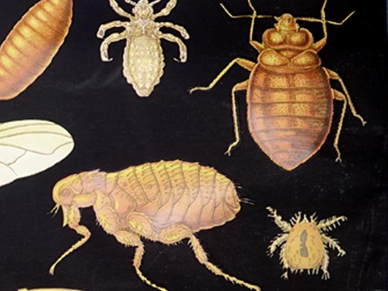 Winslow Health and Hygiene Poster, Insect Enemies For Sale at 1stDibs