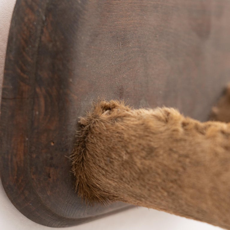 Wooden Mid-Century Modern Spanish Wild Pig Coat Hanger, circa 1950 For ...