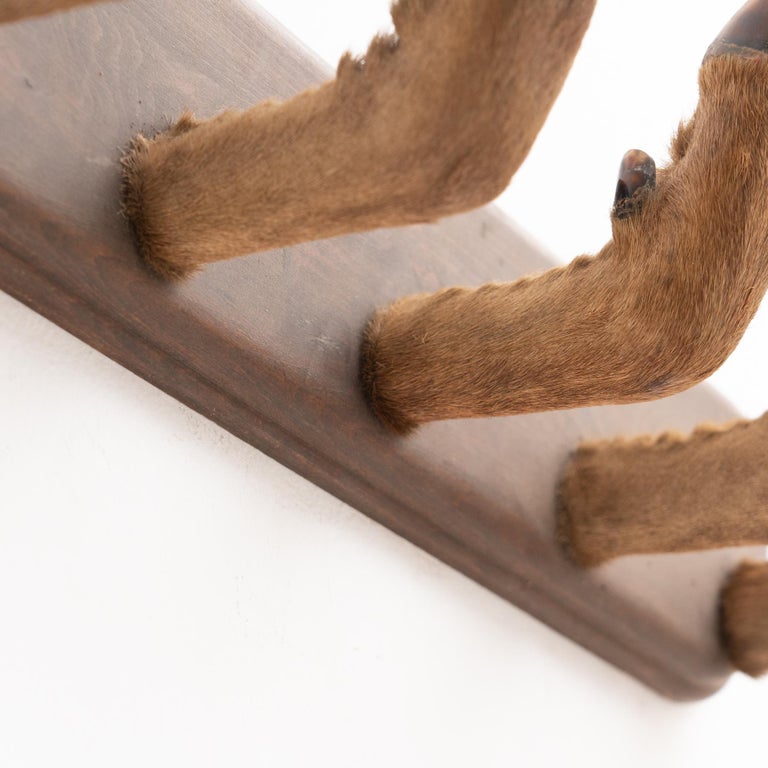 Wooden Mid-Century Modern Spanish Wild Pig Coat Hanger, circa 1950 For ...