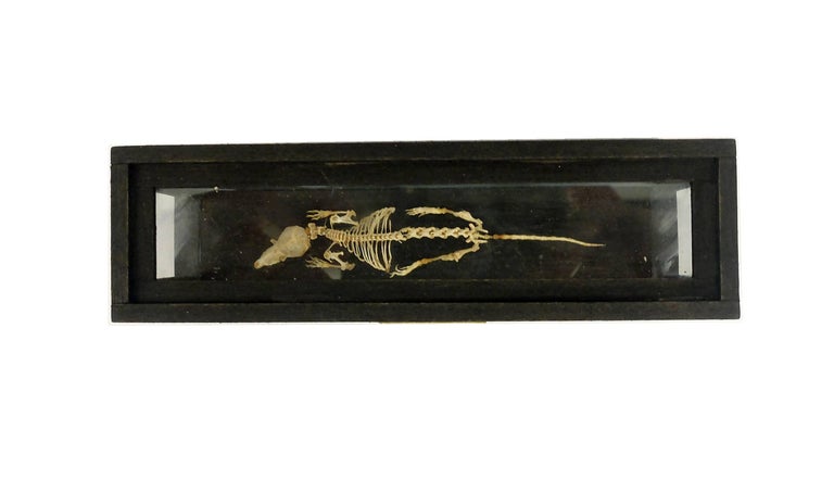 Wunderkammer Natural Specimen, the Sorex Mouse For Sale at 1stDibs