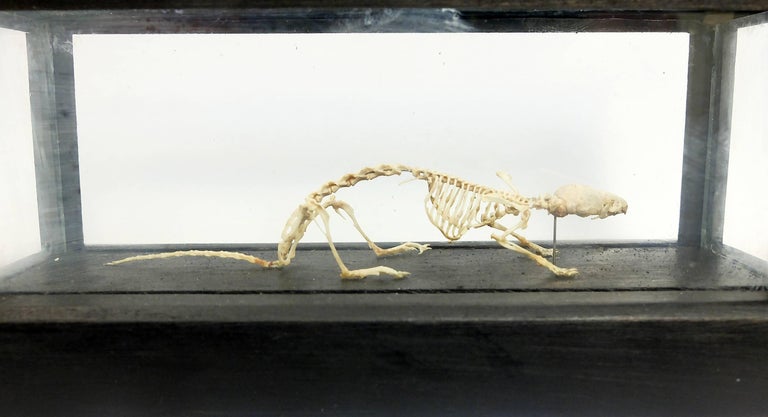 Wunderkammer Natural Specimen, the Sorex Mouse For Sale at 1stDibs