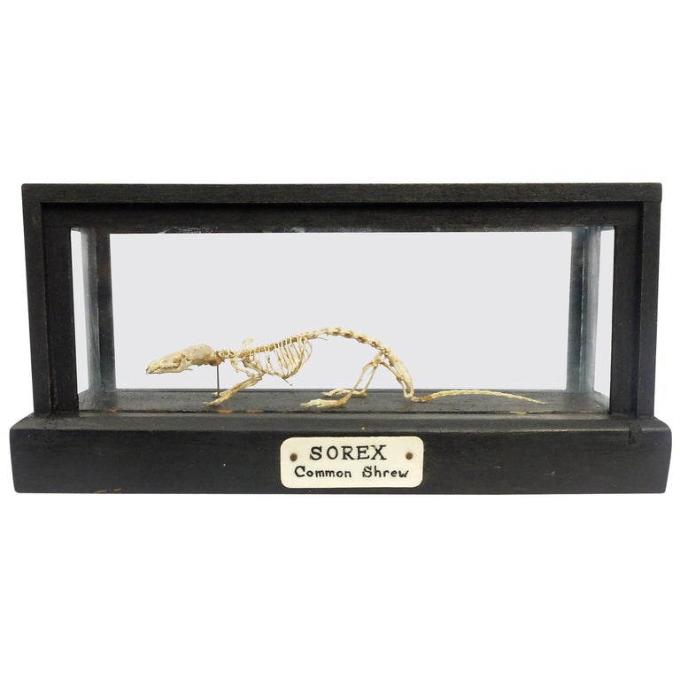 Wunderkammer Natural Specimen, the Sorex Mouse For Sale at 1stDibs