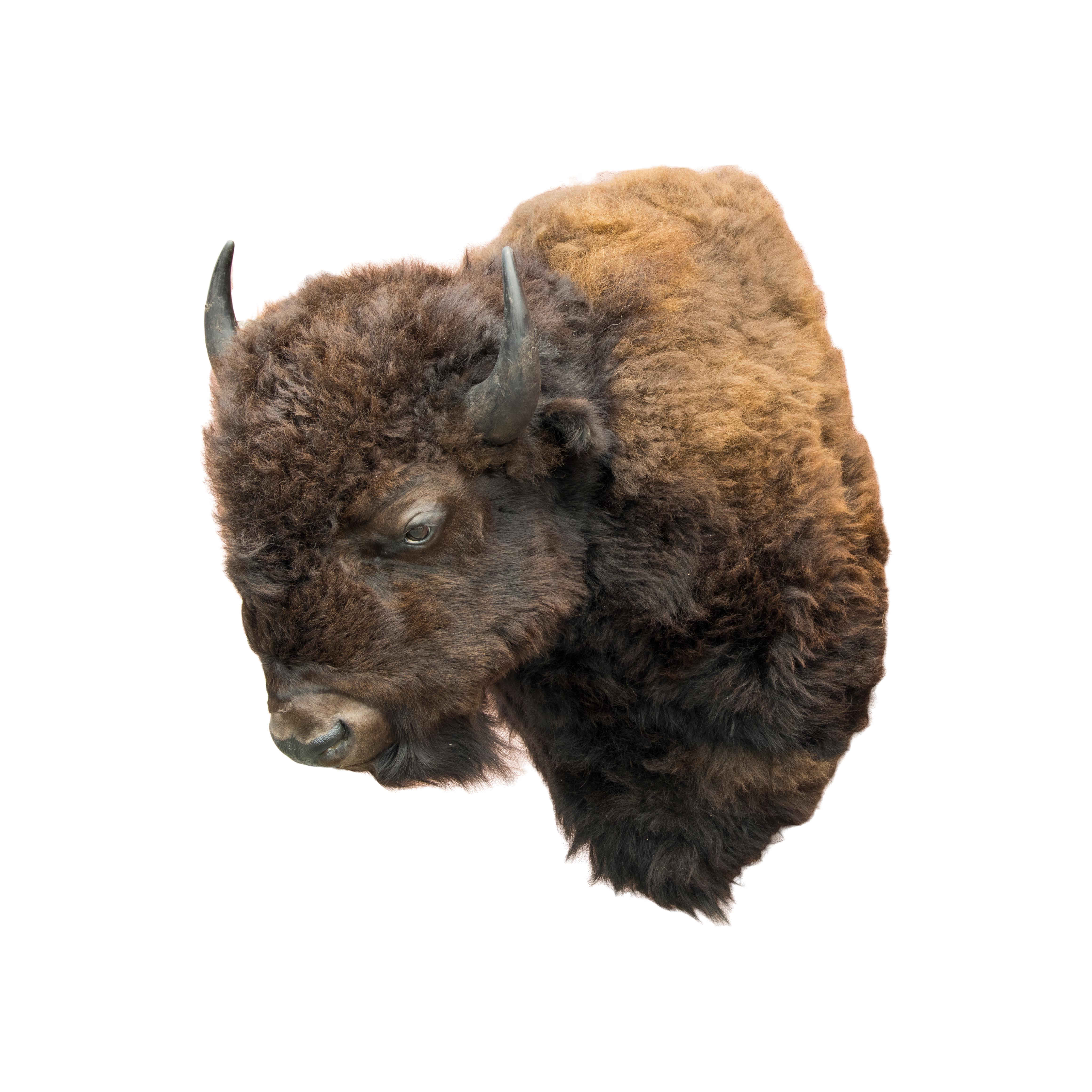 XL Buffalo Herd Taxidermy Bull For Sale at 1stDibs | taxidermy bison ...
