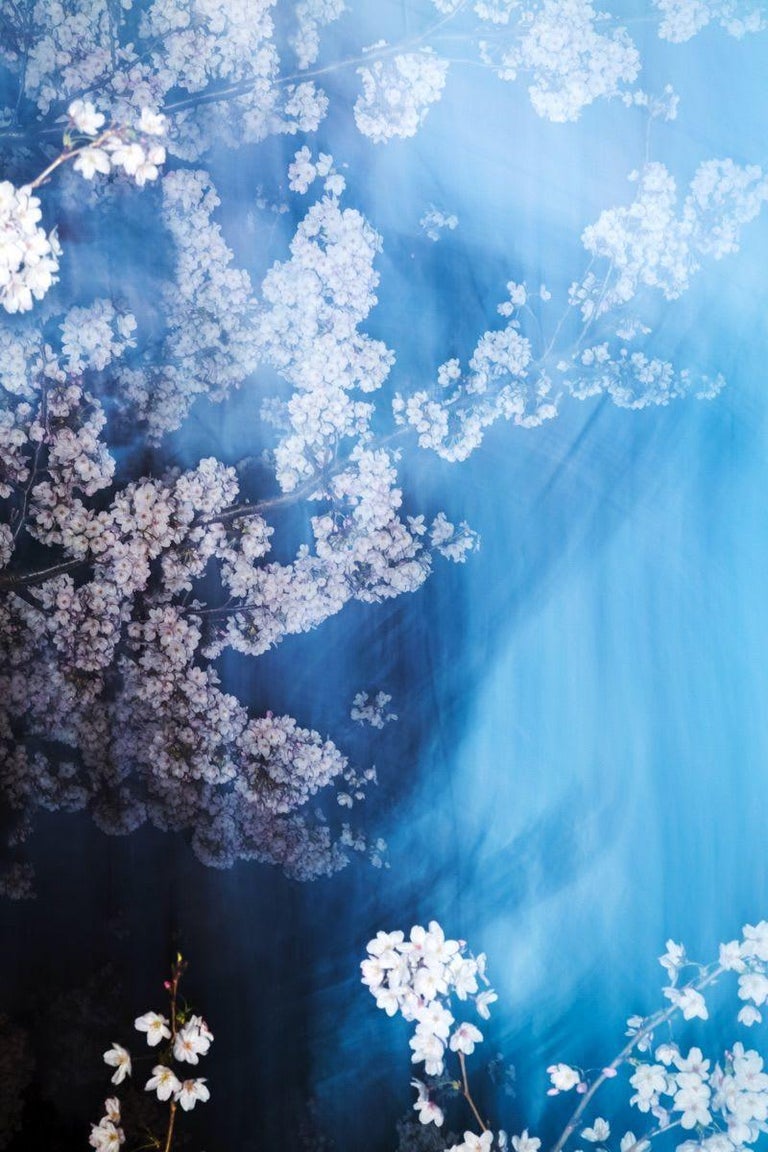 Yoshinori Mizutani - sakura 013 – Yoshinori Mizutani, Colour ...