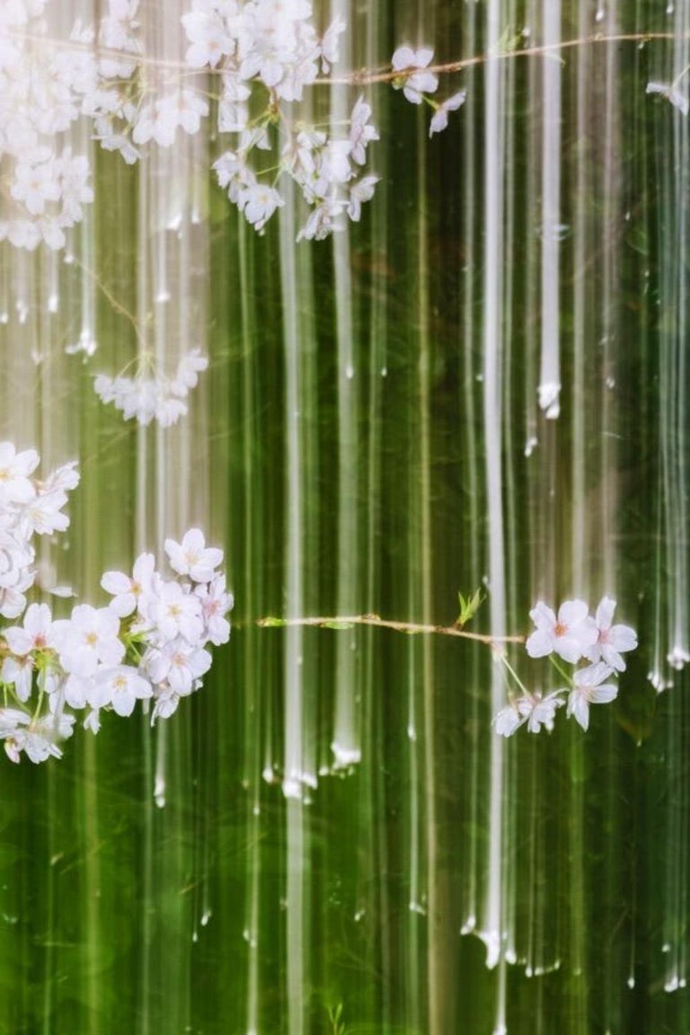 Yoshinori Mizutani - sakura 014 – Yoshinori Mizutani, Colour ...