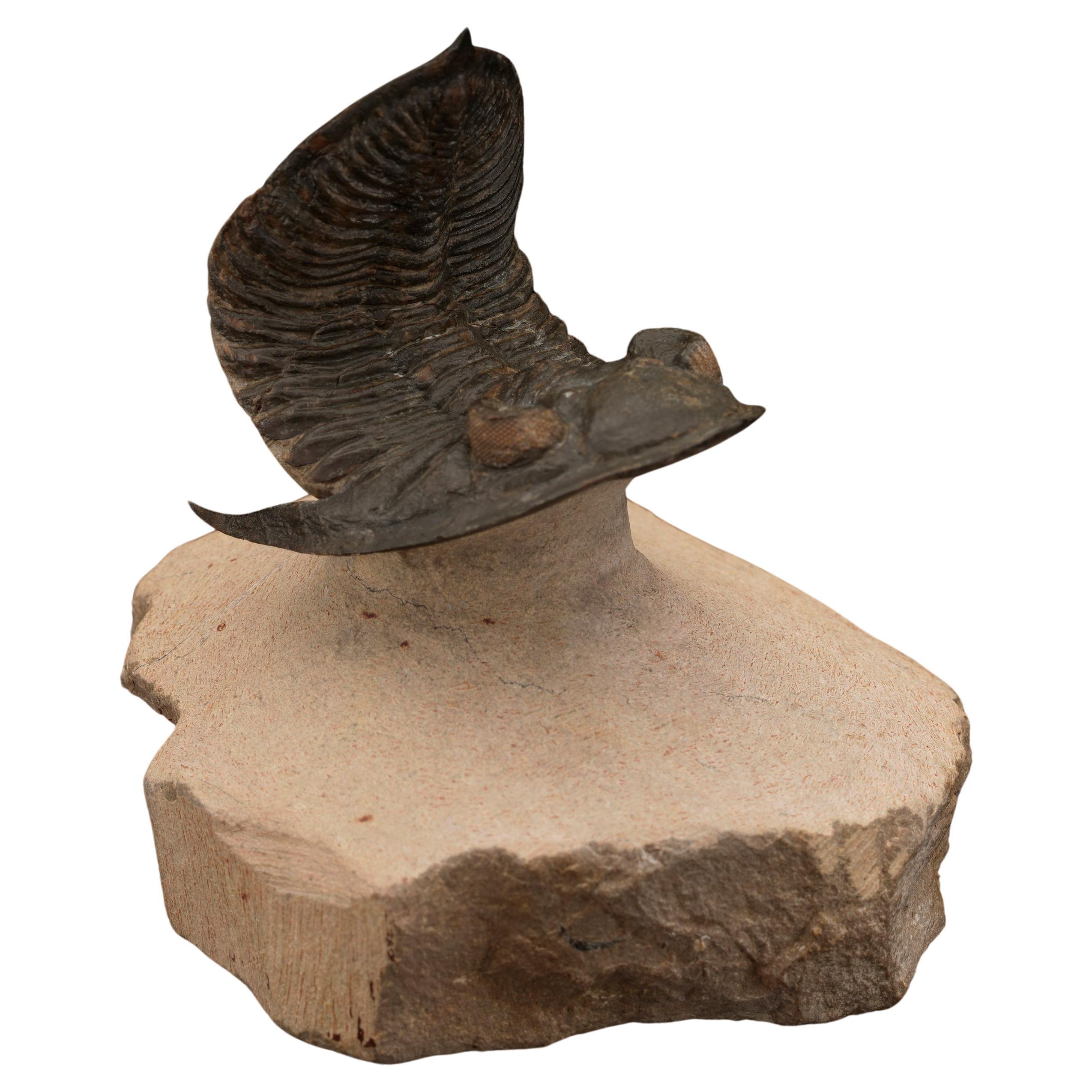Fossil Scallop Shell Bed from France, 20 Million Years Old at 1stDibs ...
