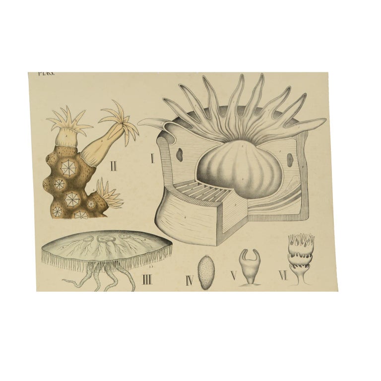 Zoological Lithograph of Coelenterates 1912 Cardboard by H Aschehoug ...