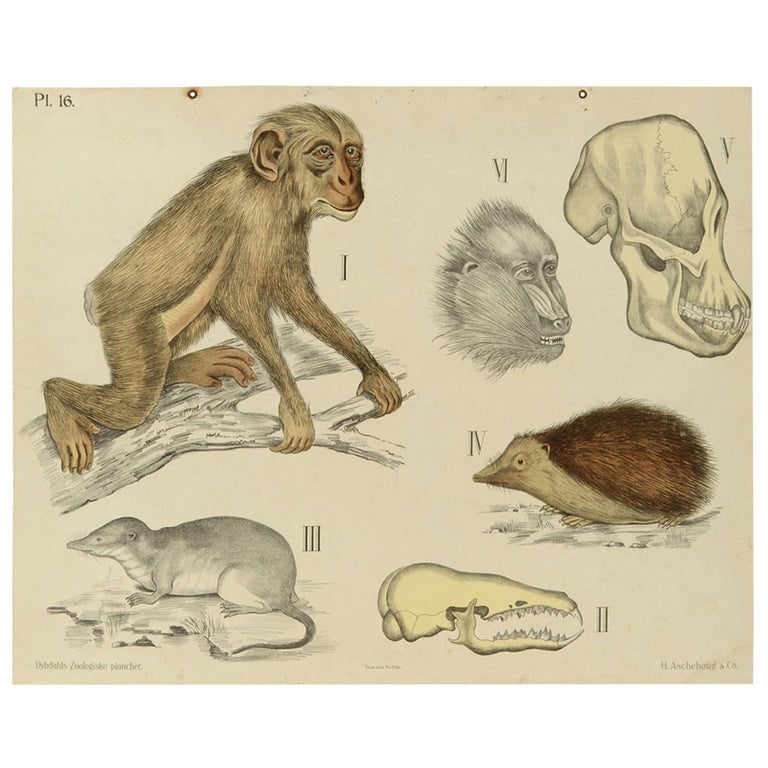 Zoological Lithograph Monkeys and Insectivores 1912 by H Aschehoug and ...