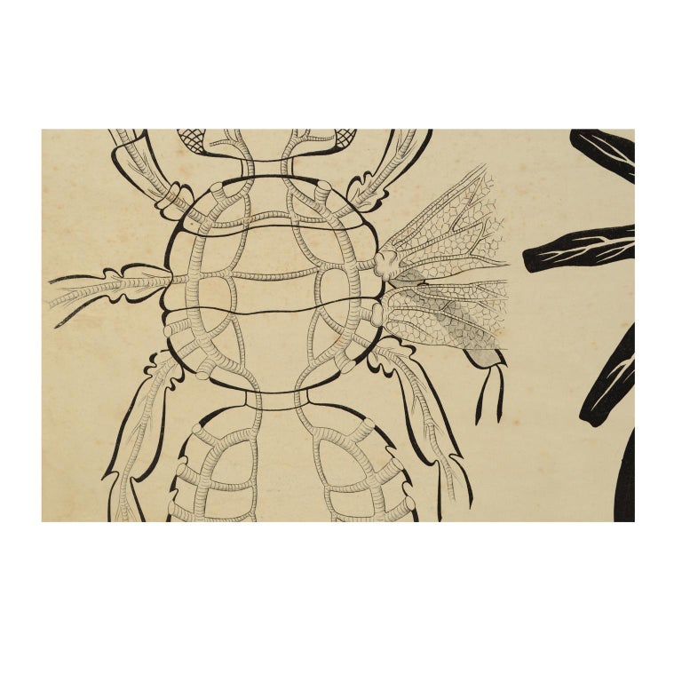 Zoological Lithograph of a Cockroach 1925 Cardboard by H Aschehoug and ...