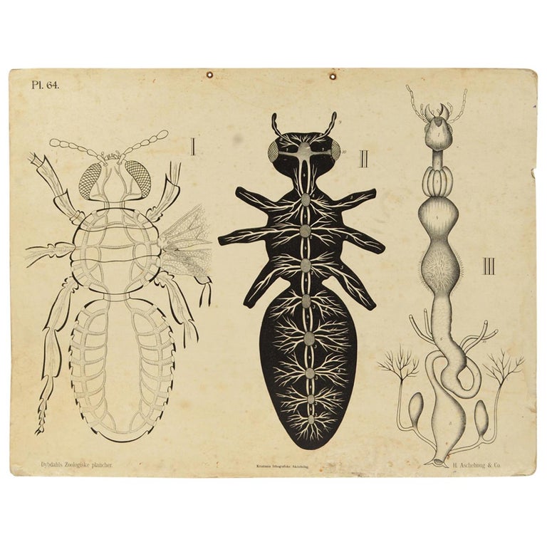 Zoological Lithograph of a Cockroach 1925 Cardboard by H Aschehoug and ...